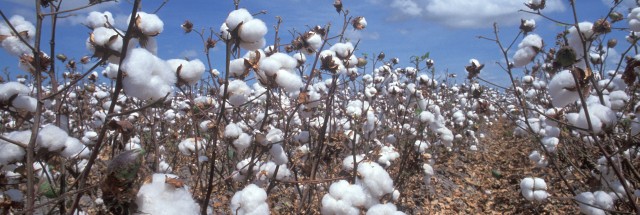 Transgenic cotton plant resistant to common insect pest | Ars Technica