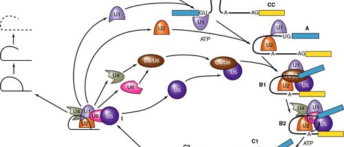New computer analysis finds mutations associated with autism, cancer ...