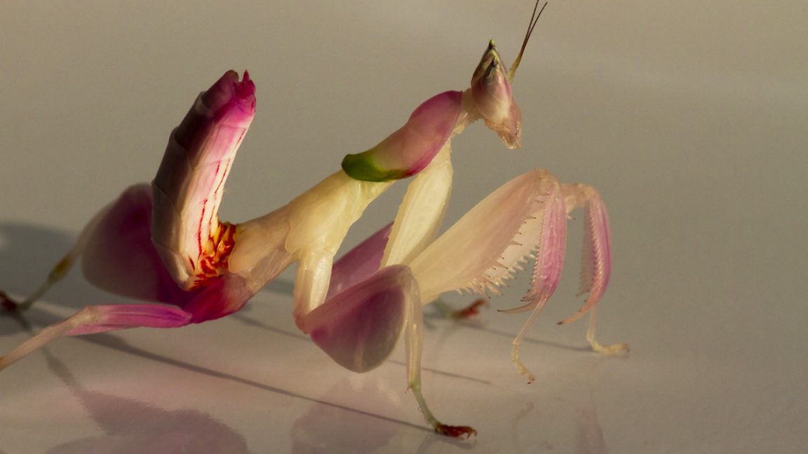 Orchid mantis’ astonishing camouflage isn’t especially orchid-like ...