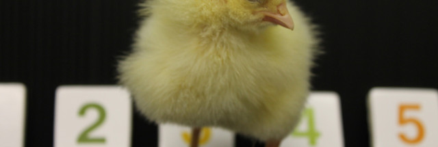 Chick food hunting hints at possible human-like number organization ...