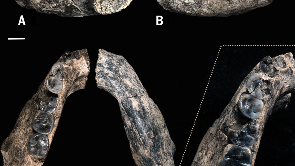Fossil jawbone discovery is earliest evidence of human genus Homo - Ars ...