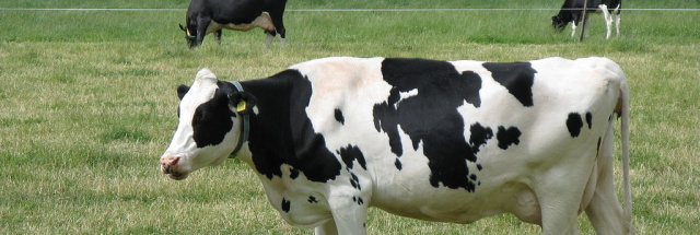 The Internet of Cows: Azure-powered pedometers get dairies mooovin ...
