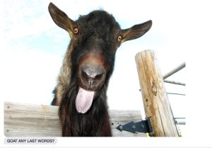 Baaad attitude: Prank-messaging friends (and enemies) with Goat Attack ...