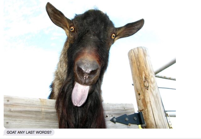 Baaad attitude: Prank-messaging friends (and enemies) with Goat Attack ...
