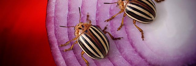Bugs in Tor network used in attacks against underground markets | Ars ...