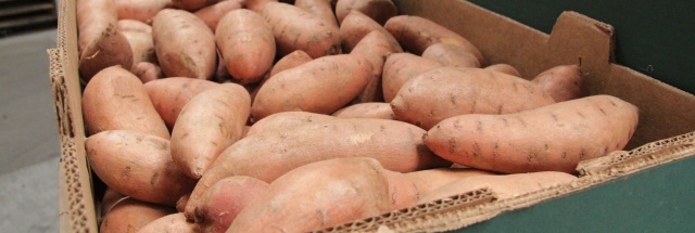 Genetically modified crops? Nature got there first | Ars Technica