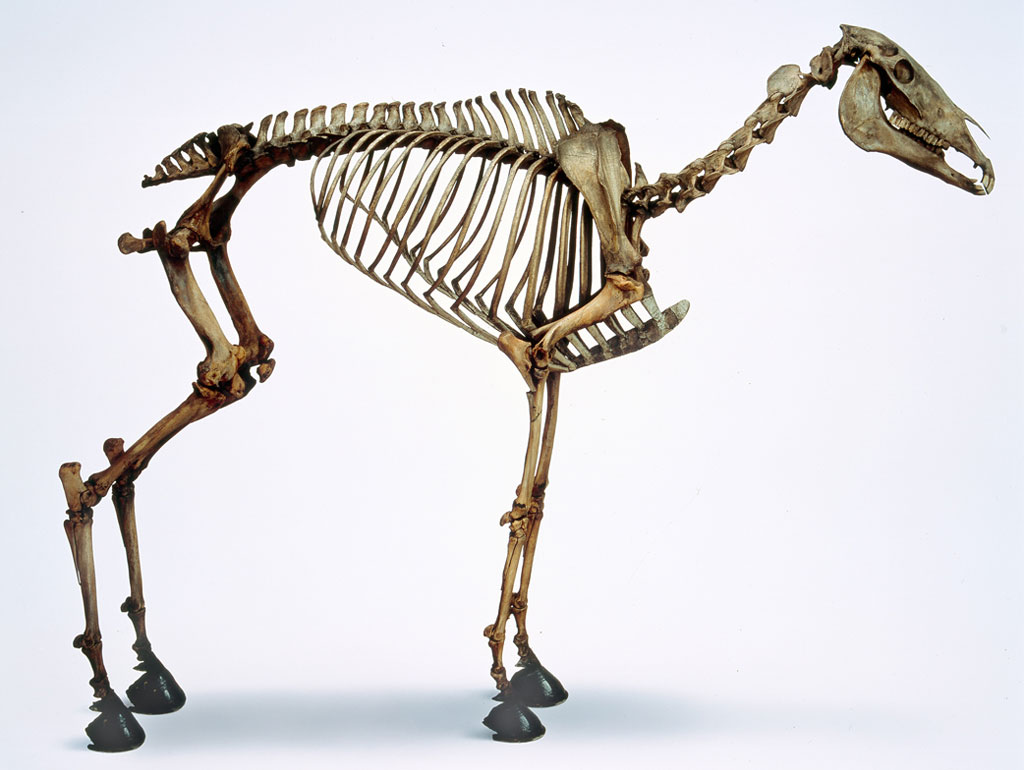 Walmart horse Is Put Out To Pasture After Retailer Starts Domain Walmart horse Is Put Out To Pasture After Retailer Starts Domain