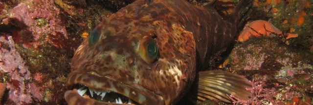 Familiar fishes found opportunity in mass extinction | Ars Technica