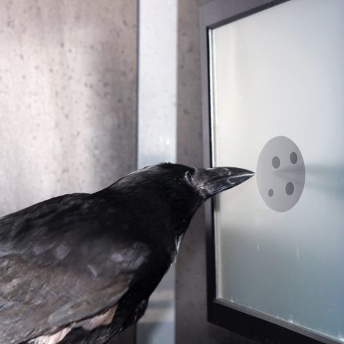 Tag: Crows - Ars Technica