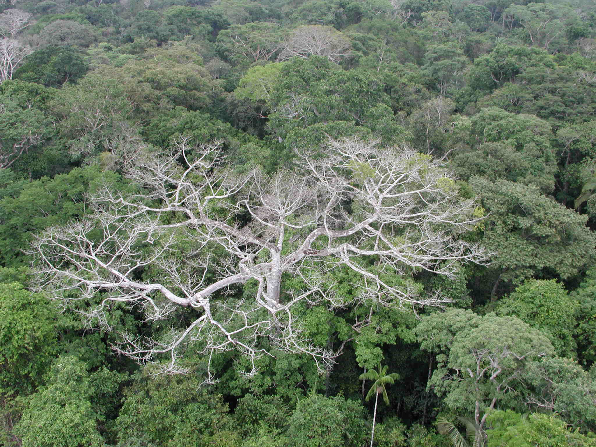 Climate change will make the Amazon rainforest less rainy - Ars Technica