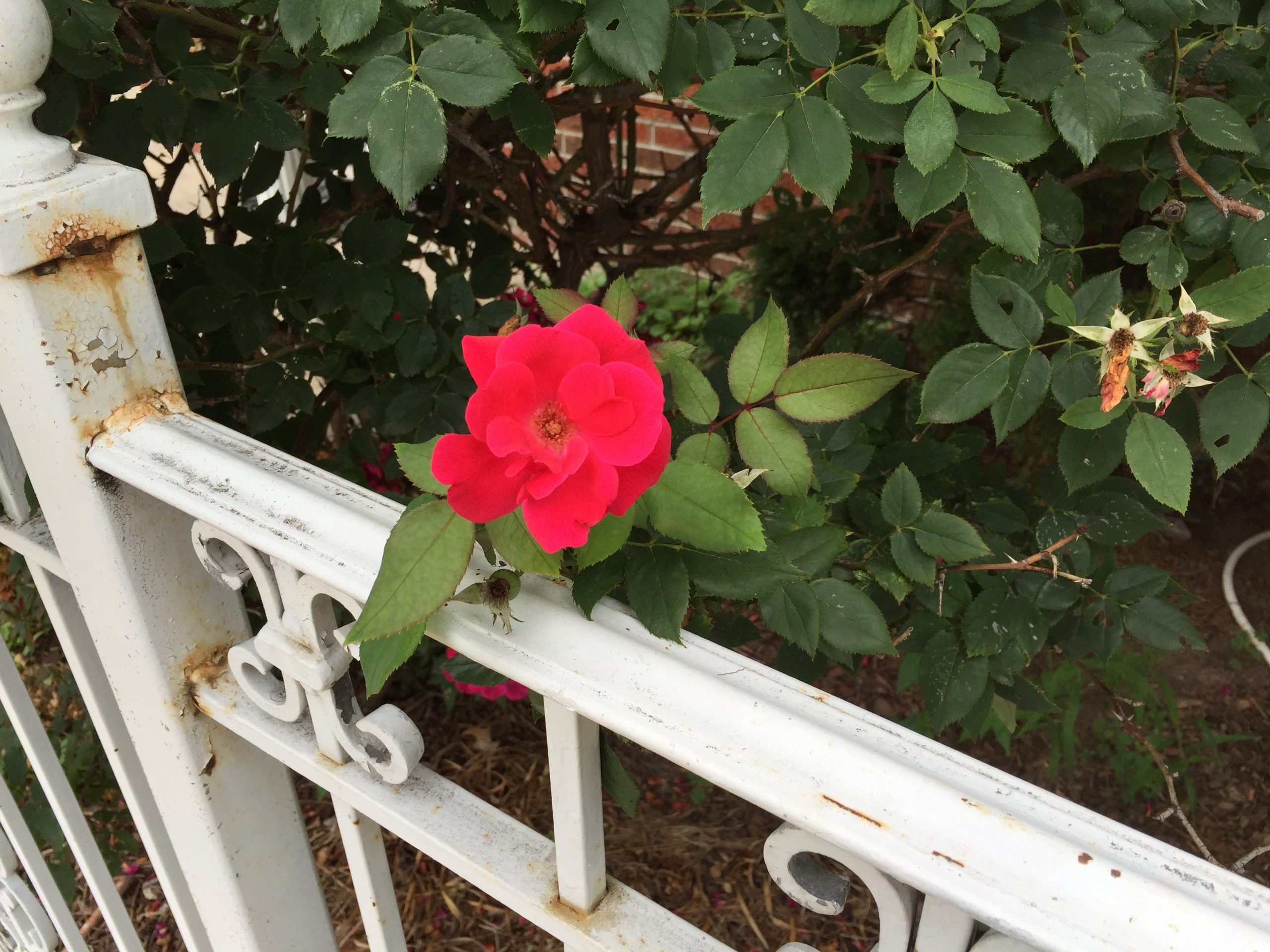 Great gadget, small audience: The sixth-generation iPod Touch reviewed ...