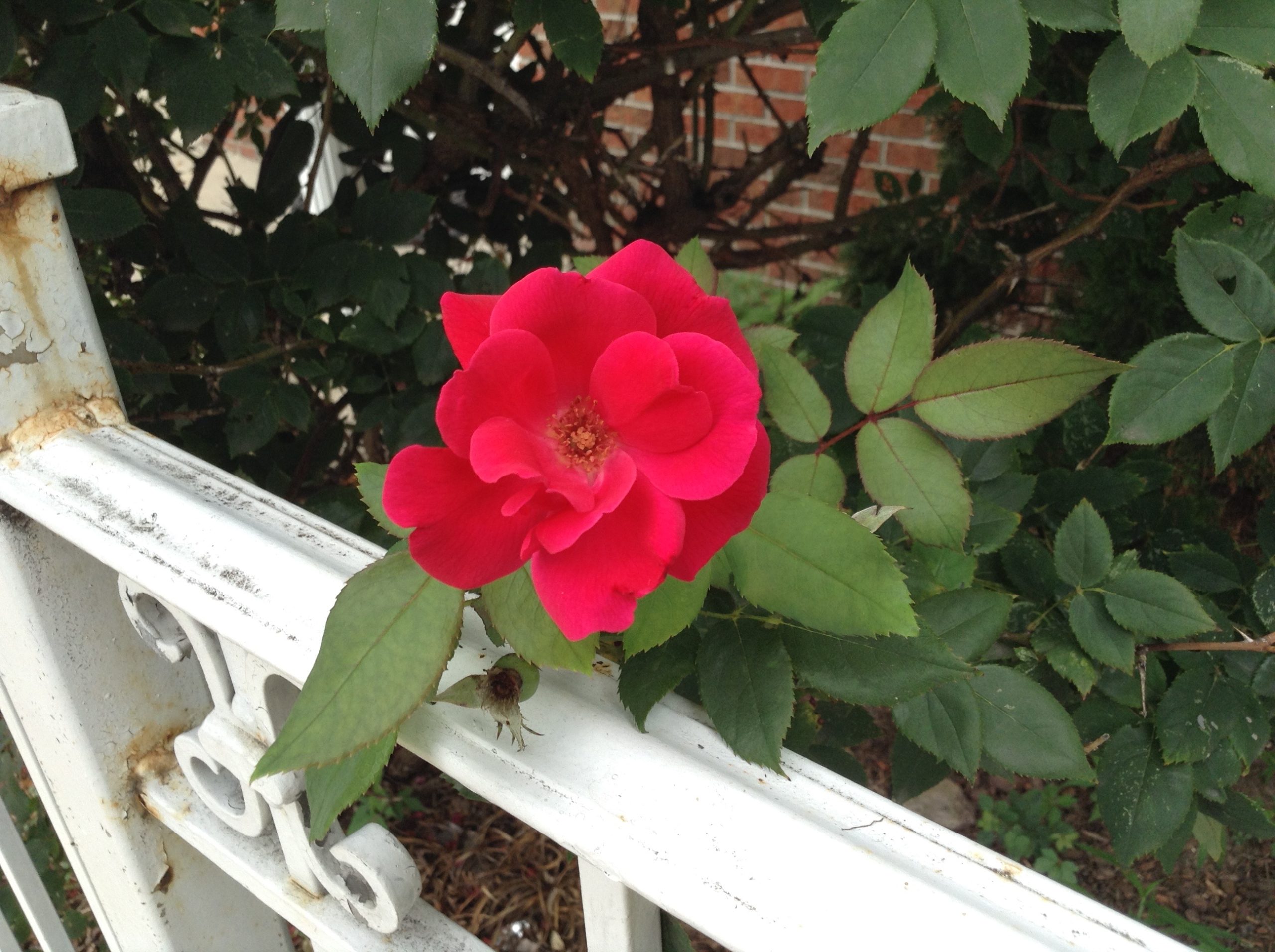 Great gadget, small audience: The sixth-generation iPod Touch reviewed ...