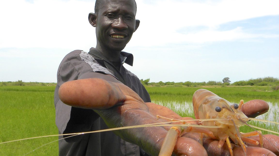Shrimpocalypse: How reintroducing prawns could save humans from deadly ...