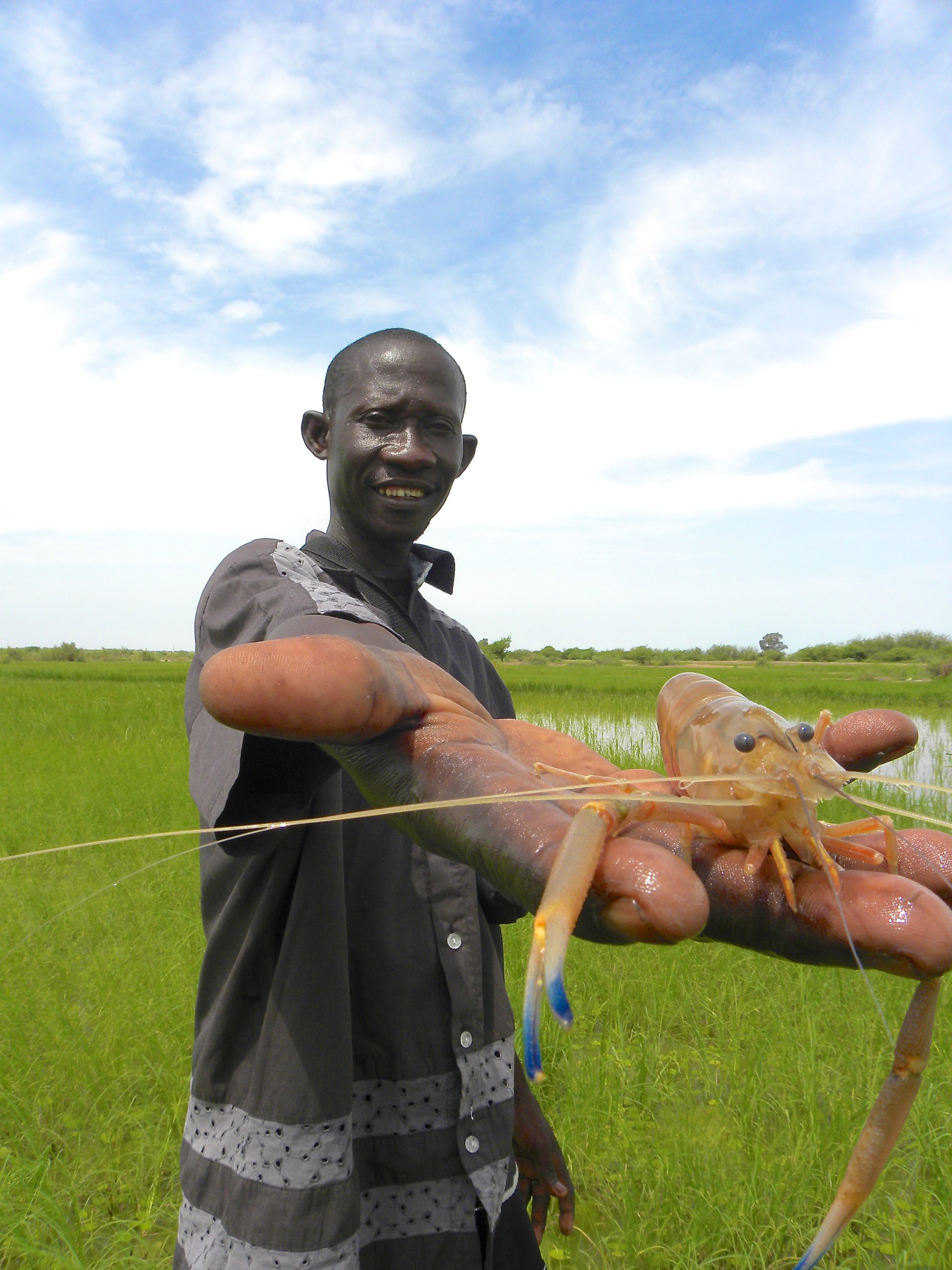 Shrimpocalypse: How reintroducing prawns could save humans from deadly ...