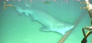 It’s official: Sharks no longer a threat to subsea Internet cables ...