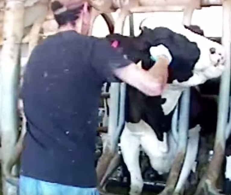 Law banning secret filming of animal abuse on farms ruled ...