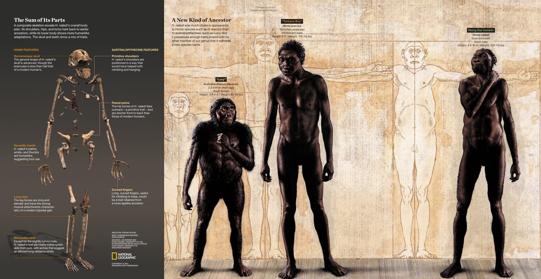 Over a dozen skeletons of an unknown, early Homo species found - Ars ...