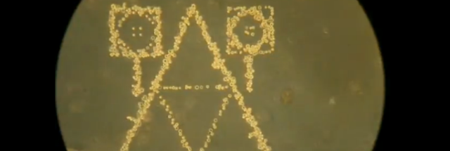 DNA used as velcro to form cells into 3D structures | Ars Technica