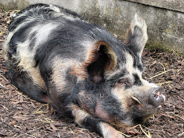 Chrome becomes a bit less of a memory hog with version 45 - Ars Technica