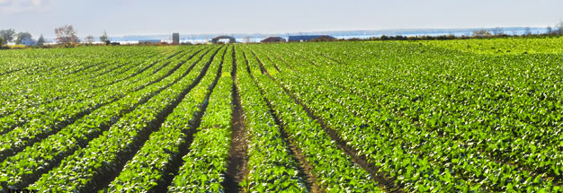 Cropland in the US Midwest may limit extreme high temperatures | Ars ...