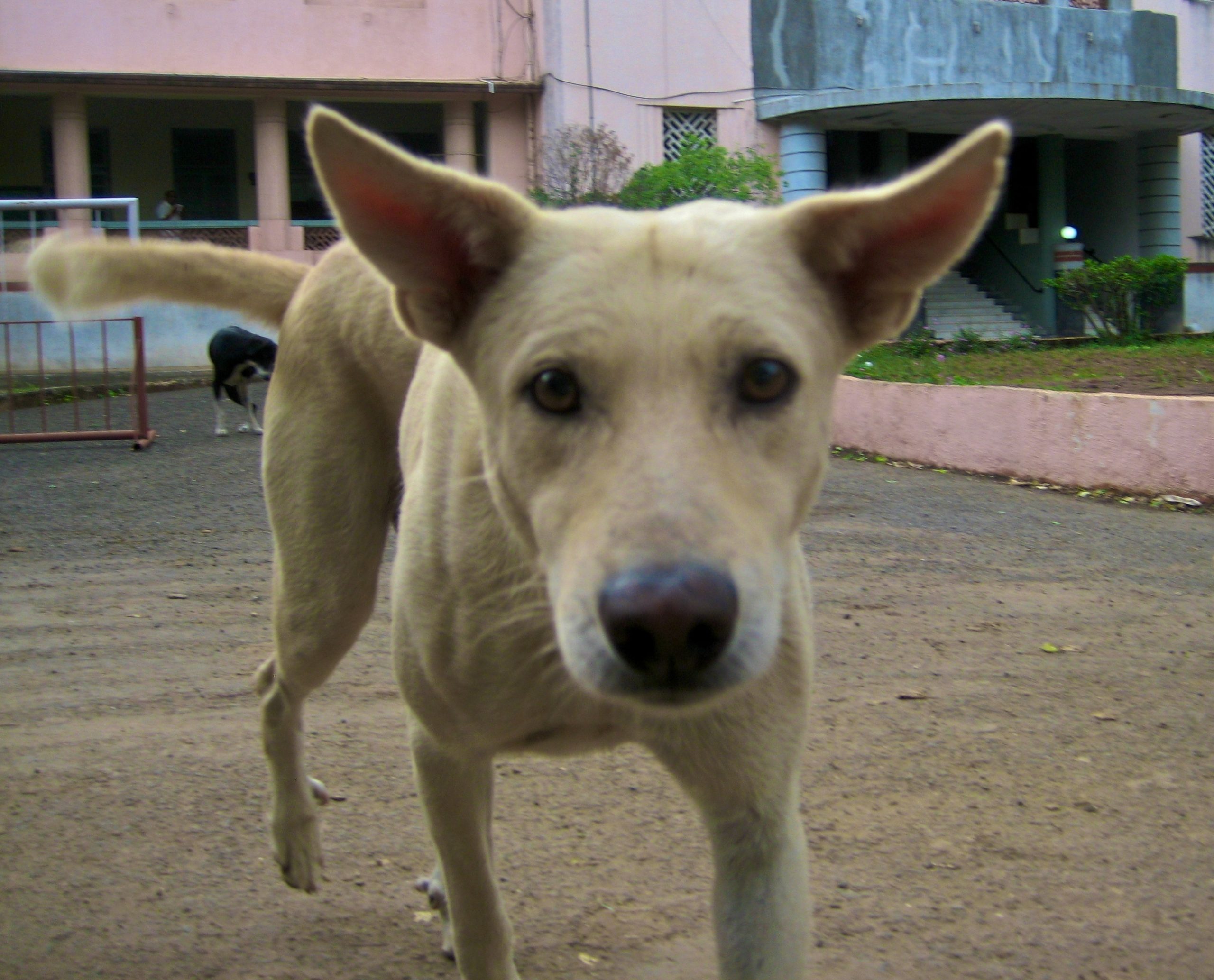 Dogs were first domesticated in Central Asia, not China or Europe - Ars ...