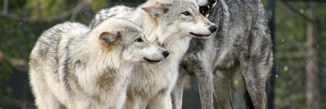 Should we rebuild lost ecosystems through trophic rewilding? | Ars Technica