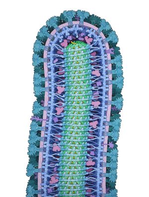 The colorful, dark, dynamic art of life: 2015 BioArt winners - Ars Technica
