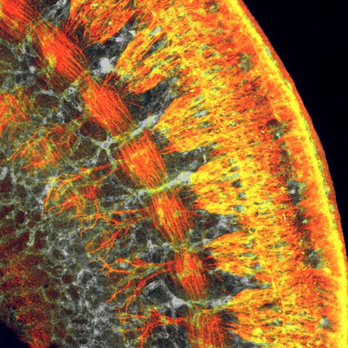 The colorful, dark, dynamic art of life: 2015 BioArt winners - Ars Technica