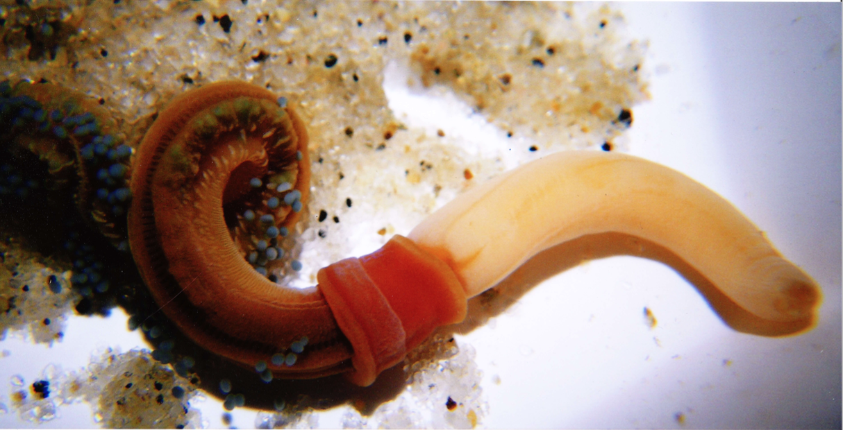 Which way’s up? Figuring out how our spinal cord ended up on our back ...