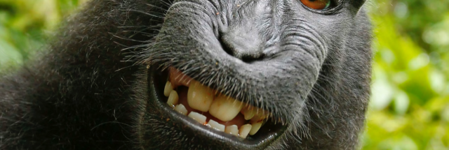 Will the real monkey who snapped those famous selfies please stand up ...