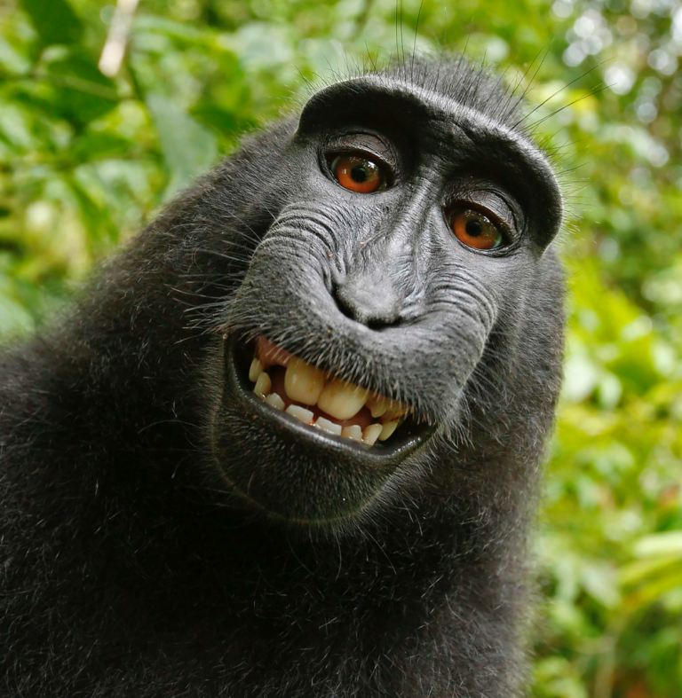Will the real monkey who snapped those famous selfies please stand up ...