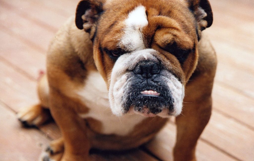 Domestication was bad news for doggy DNA - Ars Technica