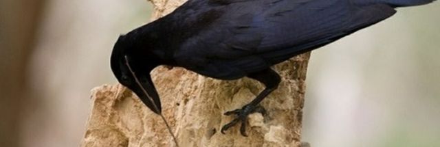 New videos prove crows can make complex tools that only humans have ...