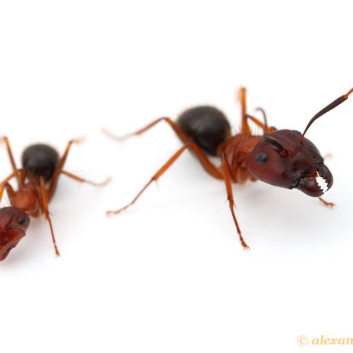 Tag: mind control - Ars Technica