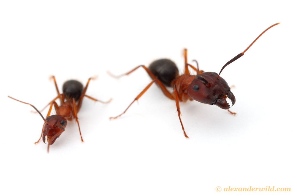 Slightly creepy experiment with ants shows that drugs can permanently ...