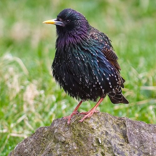 Tag: speech perception - Ars Technica