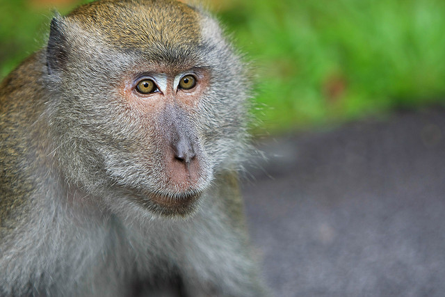 First monkeys engineered to have autism-like symptoms raise hope ...
