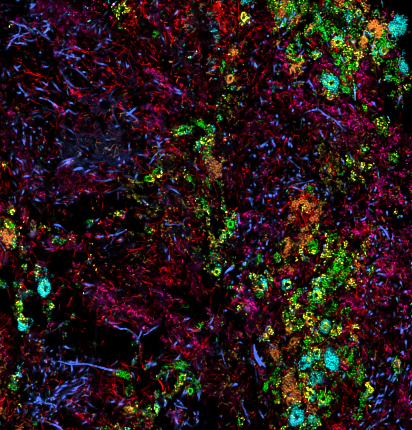 The gunk on your teeth is beautiful and well organized - Ars Technica