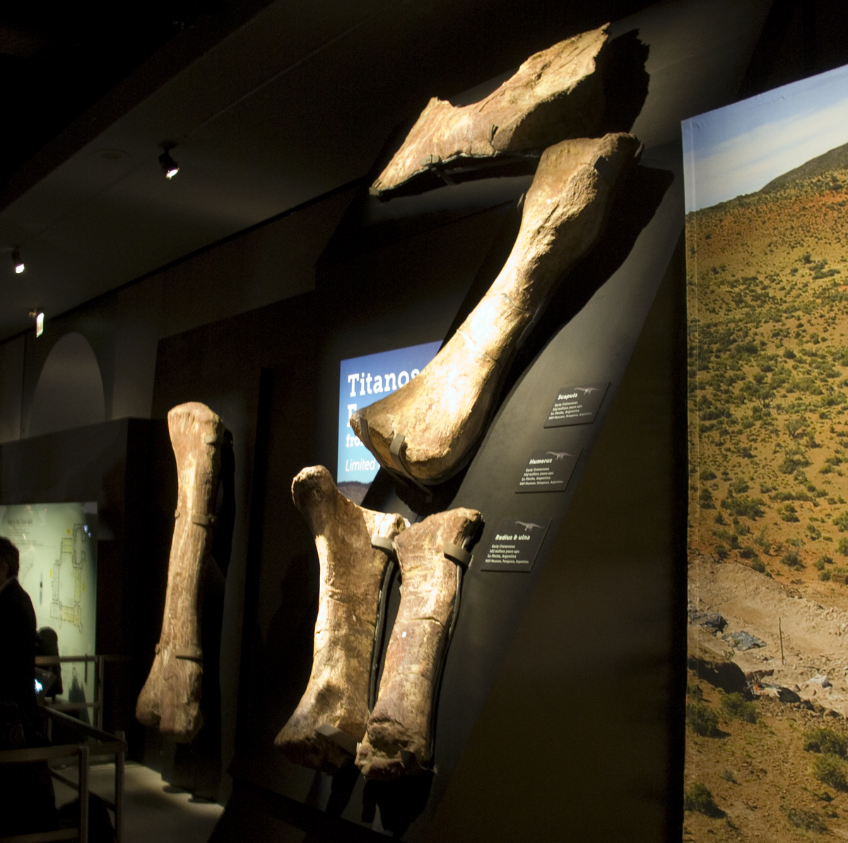 Unveiling the Titanosaur, which may be the world’s largest dinosaur ...