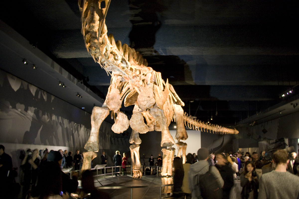 Unveiling the Titanosaur, which may be the world’s largest dinosaur ...