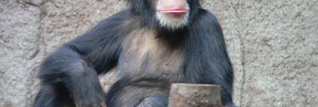 Chimp puberty helps recalculate when chimps and humans split | Ars Technica