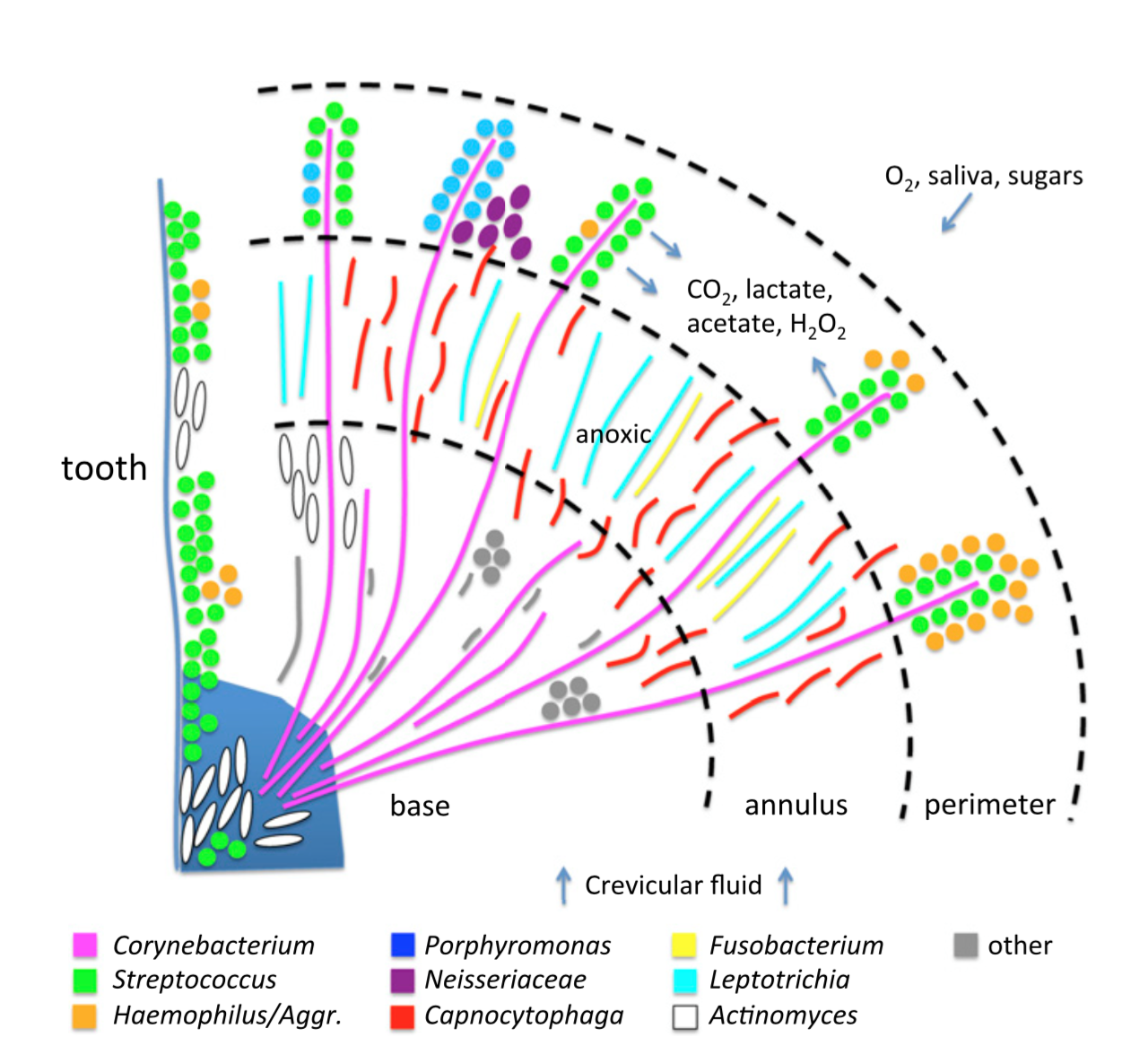 The gunk on your teeth is beautiful and well organized | Ars Technica
