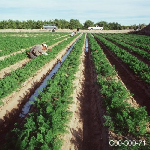 Tag: genetically modified crops - Ars Technica