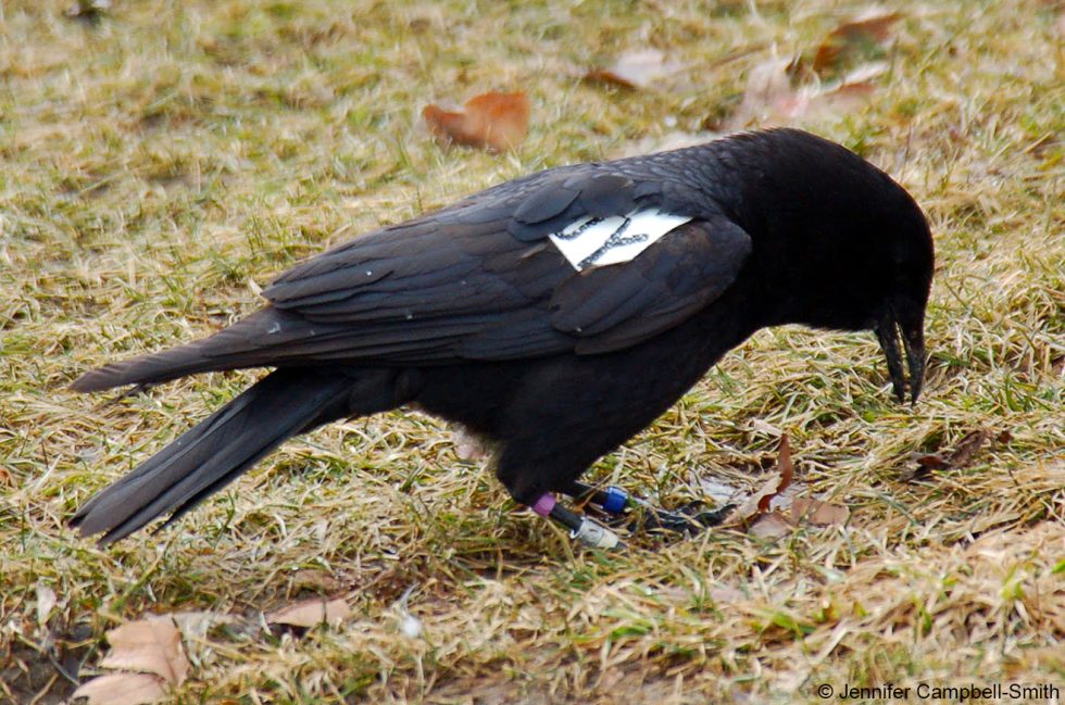 Crows: The tail-pulling, food-stealing bird prodigies - Ars Technica