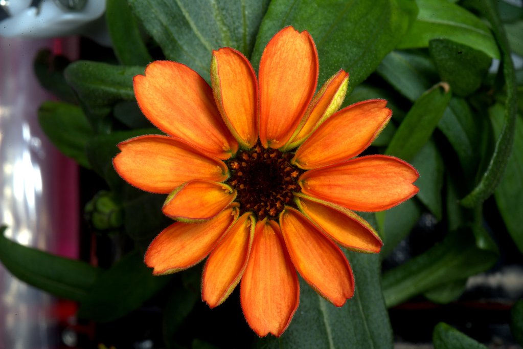 The first human-cultivated space flower has bloomed [Updated] - Ars ...