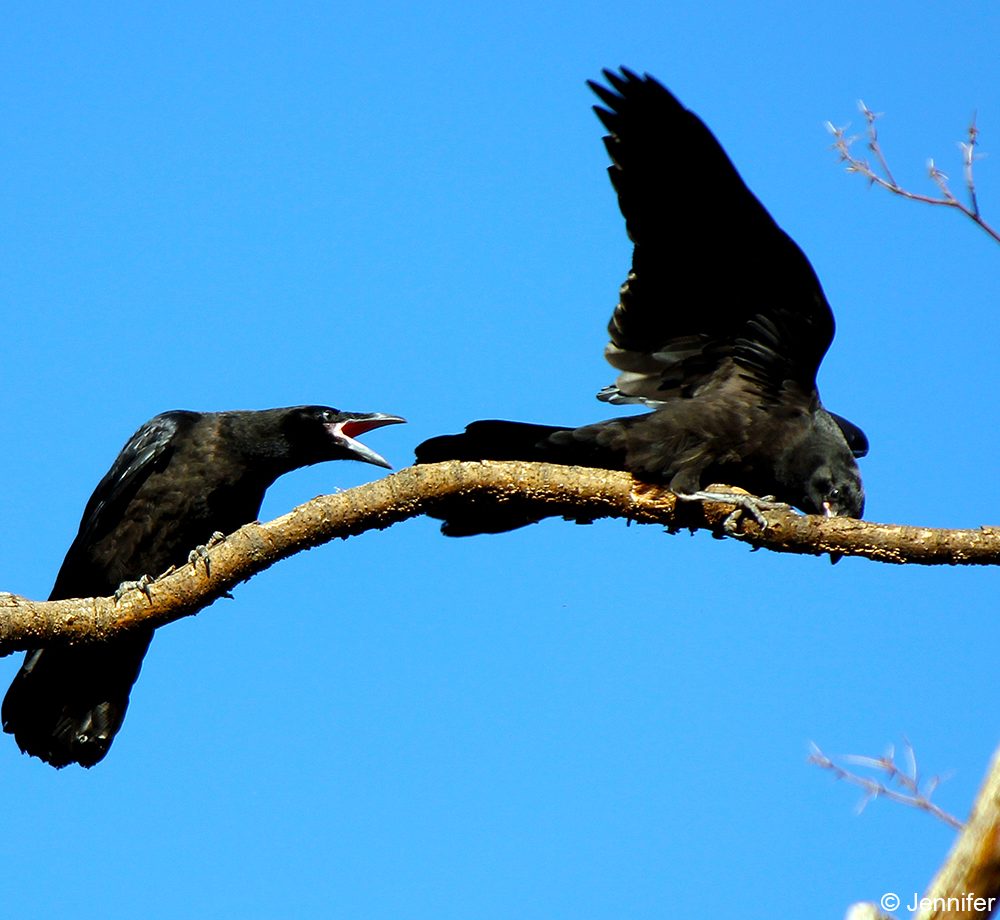 Crows: The tail-pulling, food-stealing bird prodigies - Ars Technica