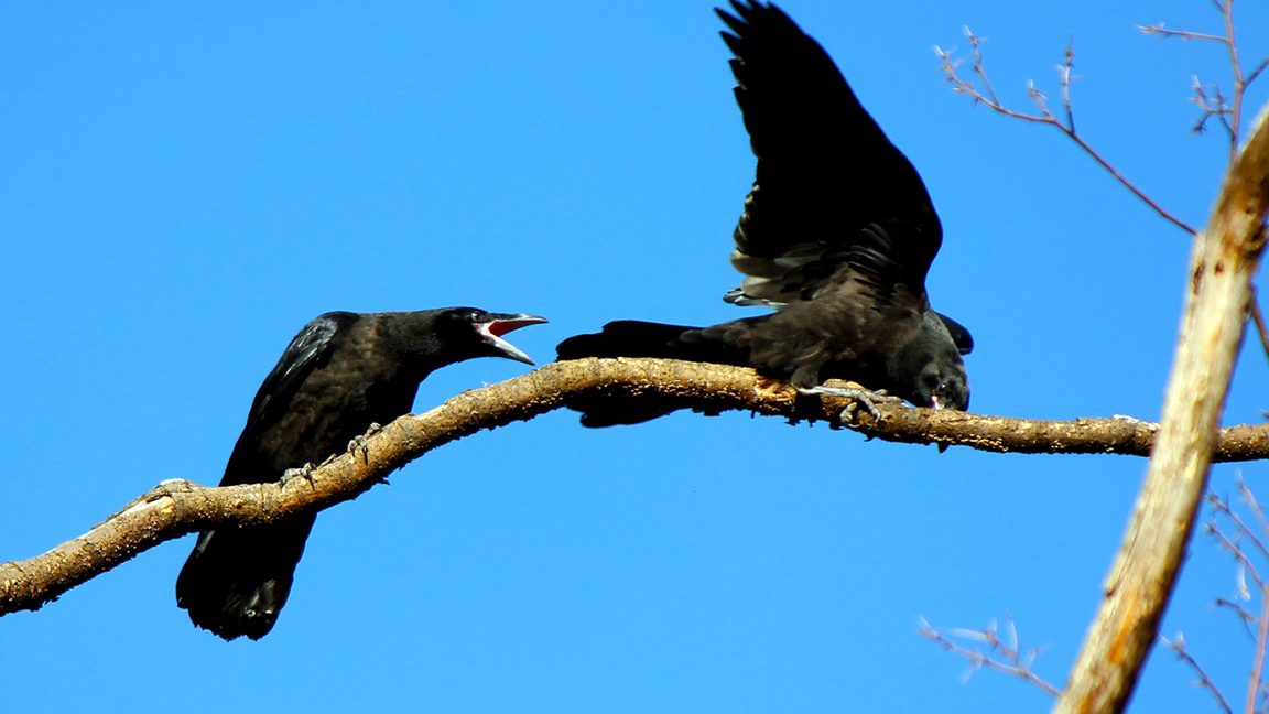 Crows: The tail-pulling, food-stealing bird prodigies - Ars Technica