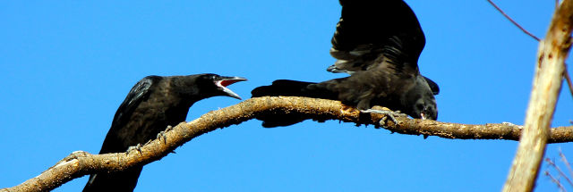 Crows: The tail-pulling, food-stealing bird prodigies | Ars Technica