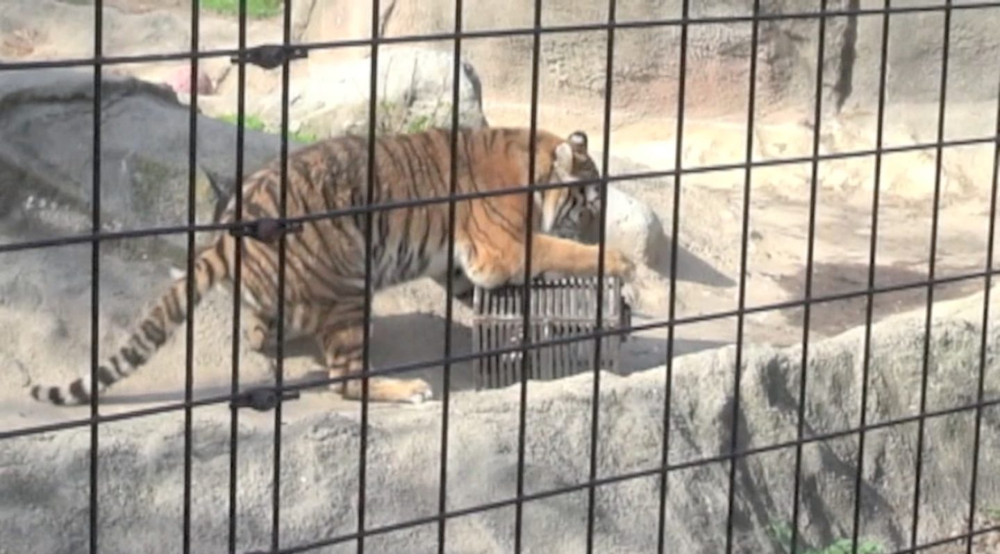 Social carnivores aren’t smarter—it’s all in the relative brain size ...