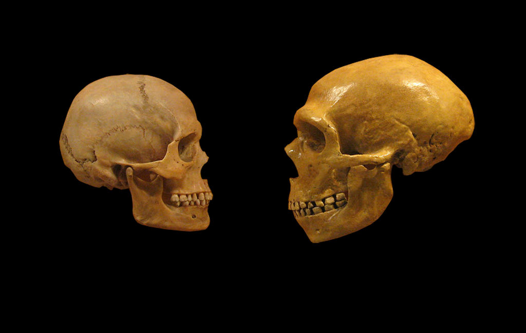 Computer simulation fills in the blanks of Neanderthal extinction - Ars ...